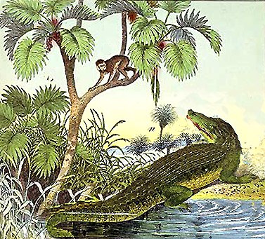 The crocodile and the monkey (Sumsumara-Jataka)